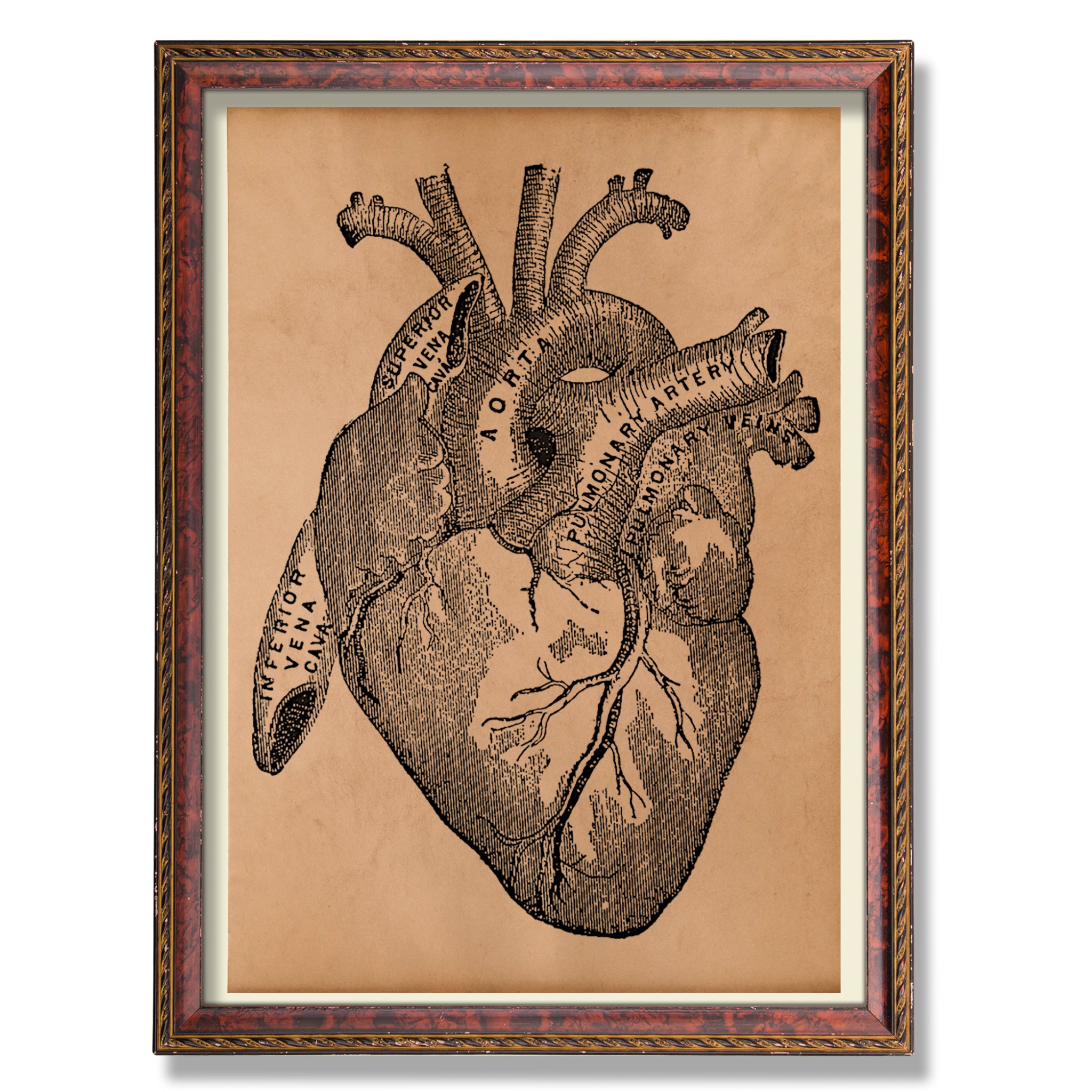 Human heart diagram poster Vintage anatomy print – CaptainDeerCo