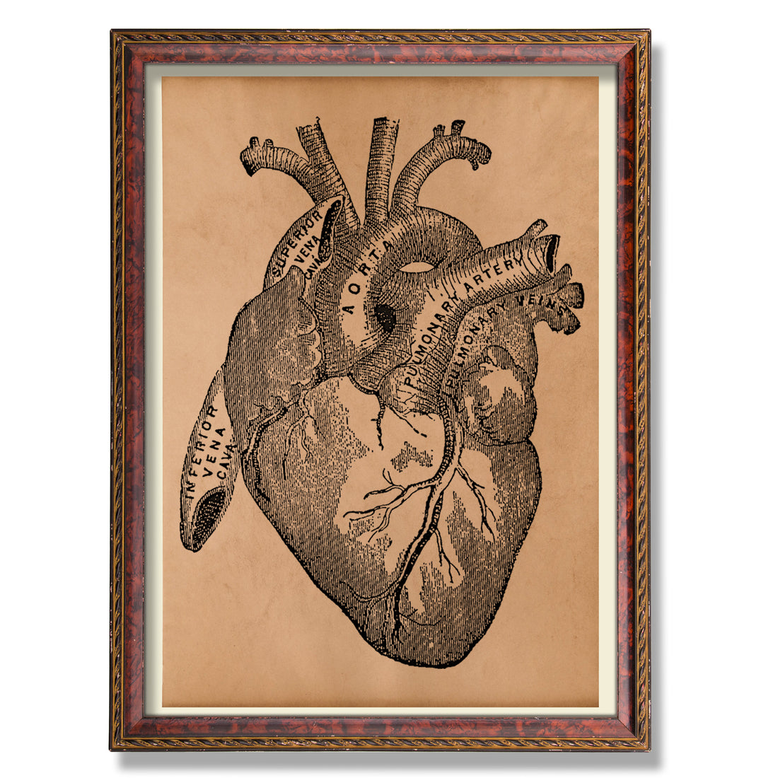 Human heart diagram poster Vintage anatomy print – CaptainDeerCo