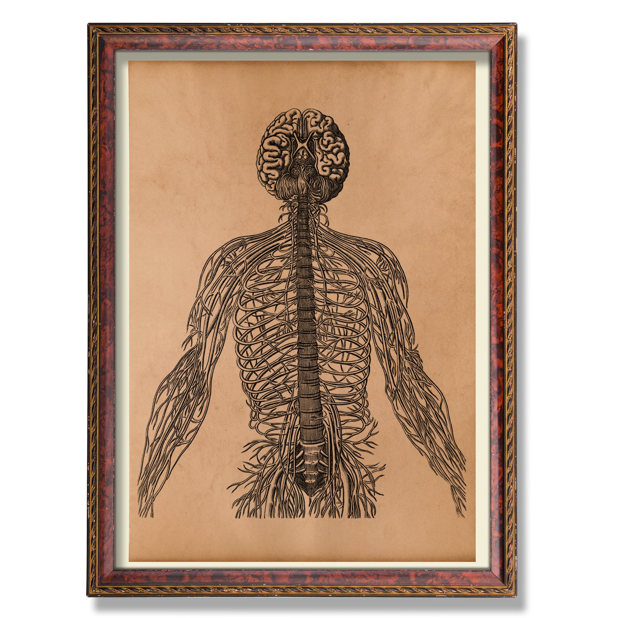 Nervous system anatomy print Brain poster – CaptainDeerCo