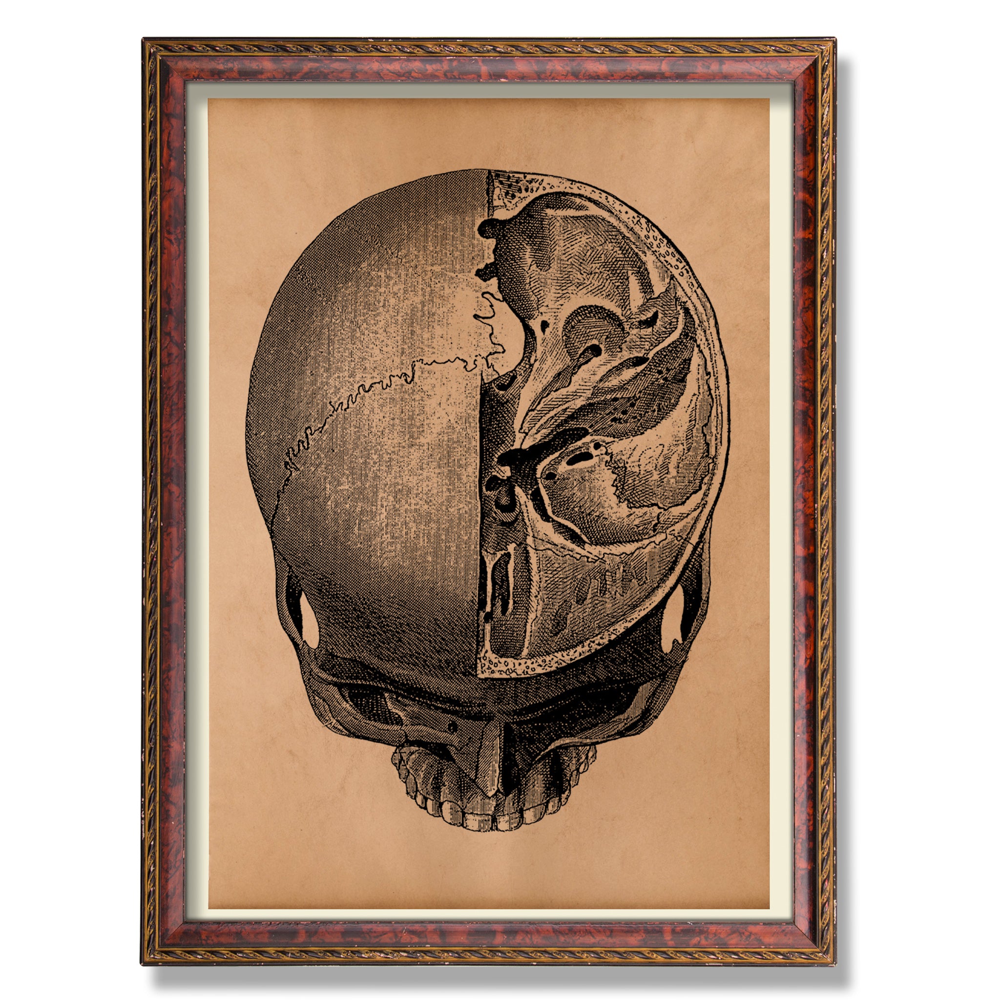 Vintage Skull illustration Anatomy poster – CaptainDeerCo