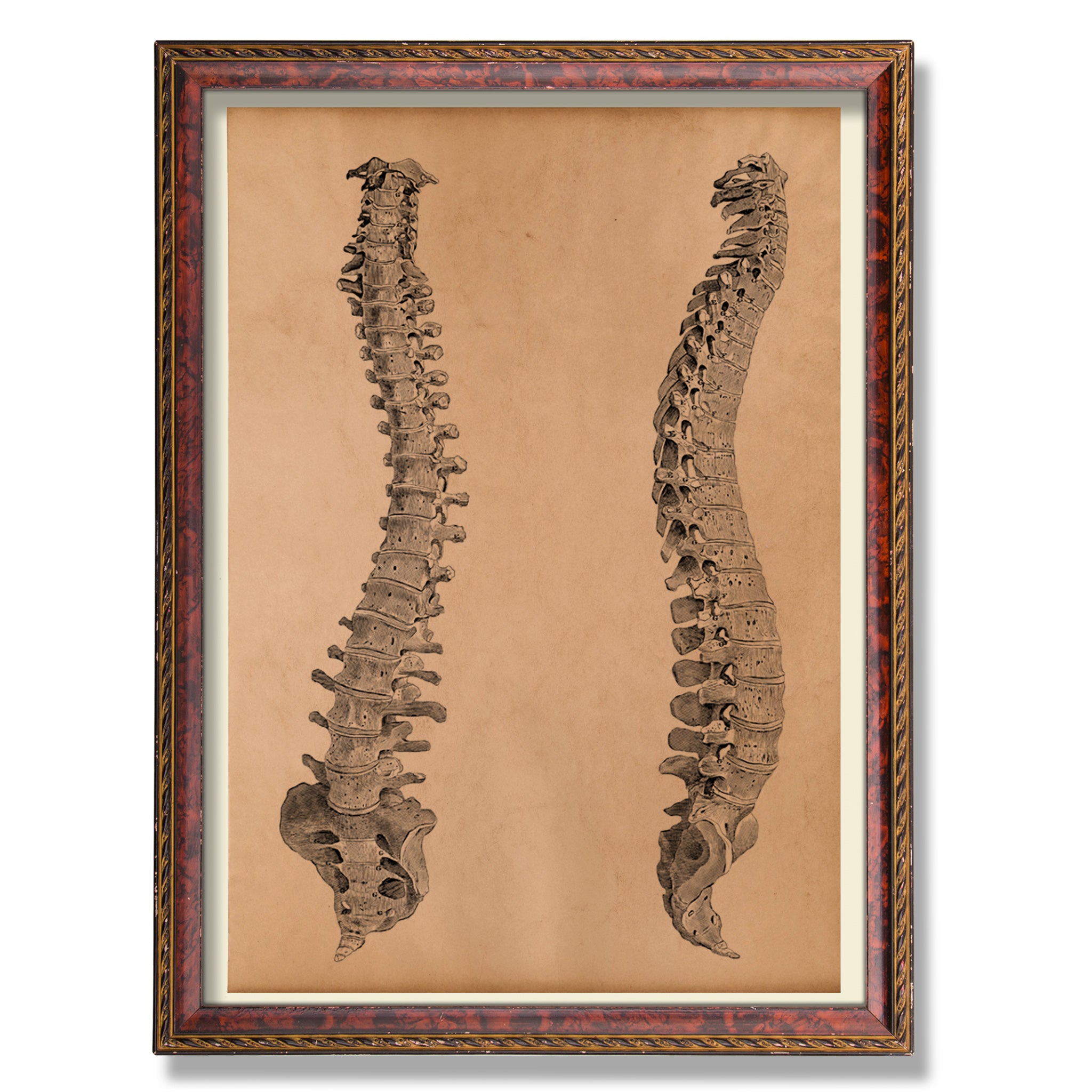 Human spine anatomy print Anatomical poster – CaptainDeerCo